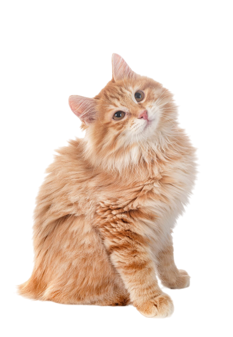 Pet Insurance - KCAL Insurance Agency